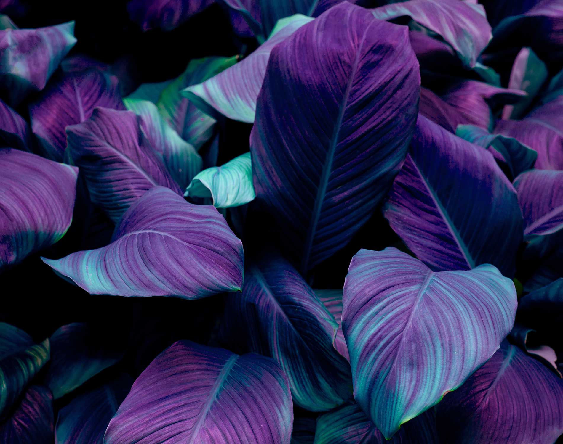 New Ontario licensing requirements for temporary help agencies and ...